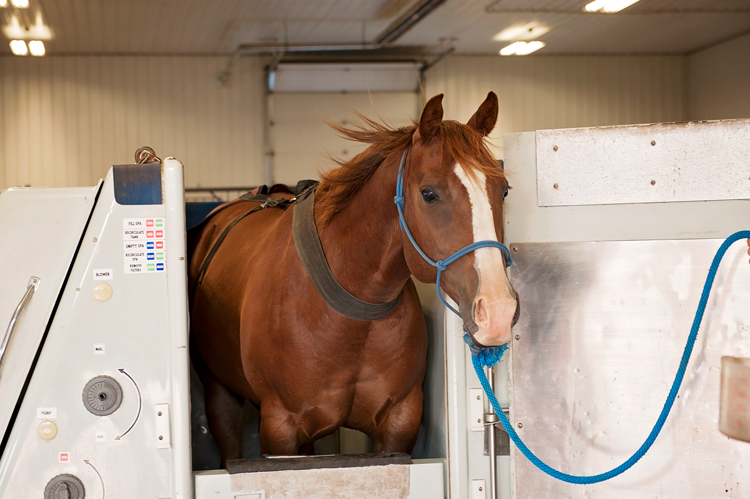 Professionals Choice Package – Coulee Equine