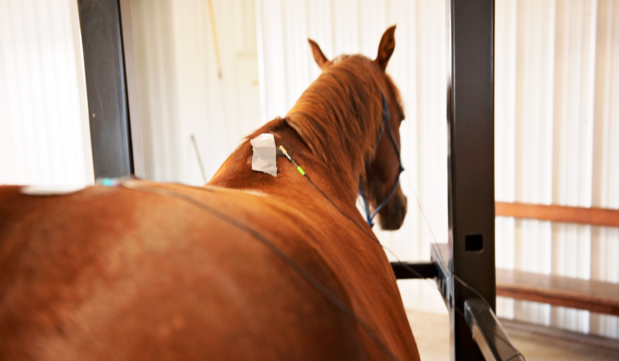 Equine – Coulee Equine