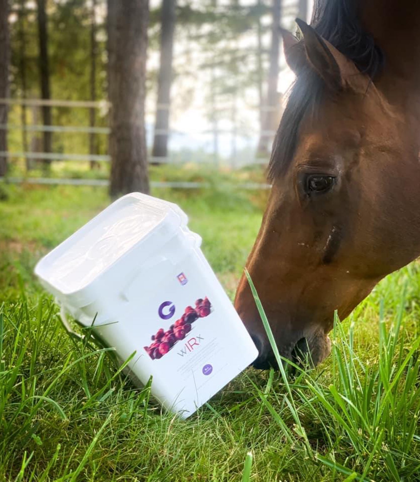 WIRX – Coulee Equine